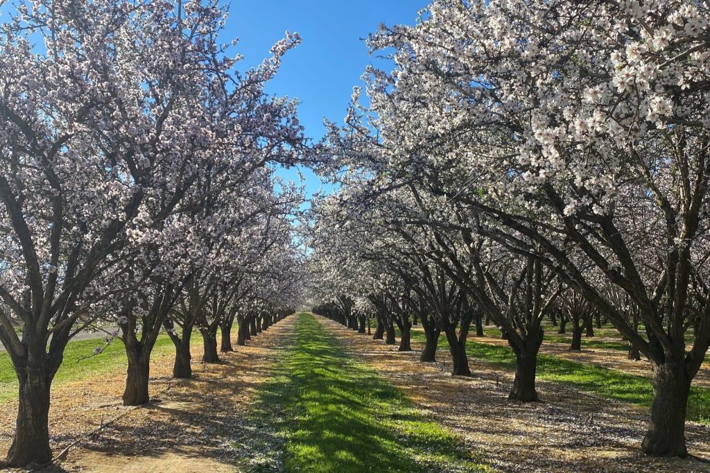Triangle T Ranch - Leading Harvest